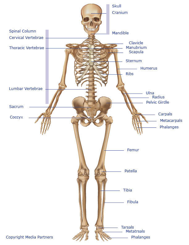 Skeletal System Skeleton Bones Joints Cartilage Ligaments Bursae