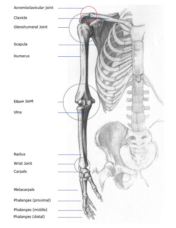 Arm Bones Joints Front Anterior And Back Posterior Anatomy Views